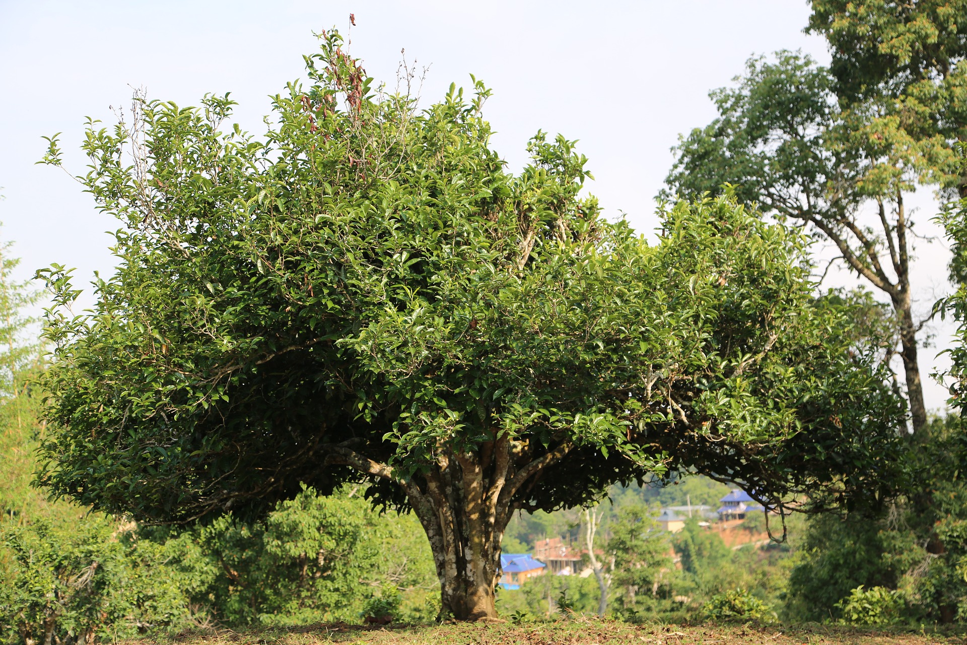 yunnan tea tree – Pianodao